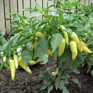 Sweet Banana Pepper Seeds,50 Count "COOL BEANS N SPROUTS" Brand. Heirloom. Non-GMO. Home Gardening.