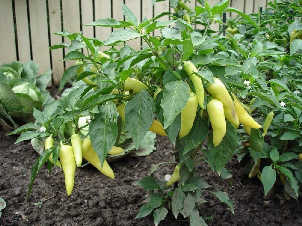 Sweet Banana Pepper Seeds,50 Count "COOL BEANS N SPROUTS" Brand. Heirloom. Non-GMO. Home Gardening.