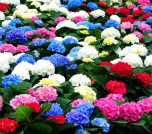 50 pcs mixed blue hydrangea seeds giant snowball hydrangea fast growing flower