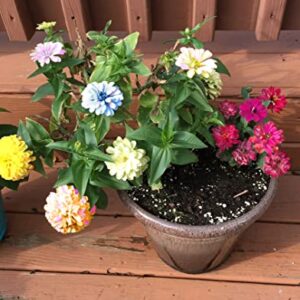 5G Mixed Zinnia Flower Seed Easy to Grow Plant