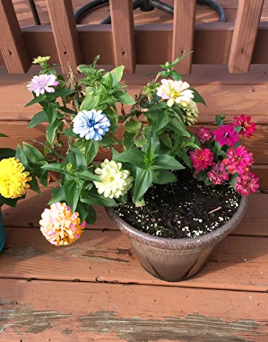 5G Mixed Zinnia Flower Seed Easy to Grow Plant