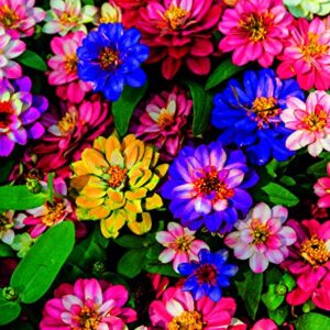 5G Mixed Zinnia Flower Seed Easy to Grow Plant