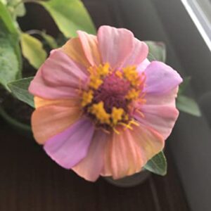 5G Mixed Zinnia Flower Seed Easy to Grow Plant