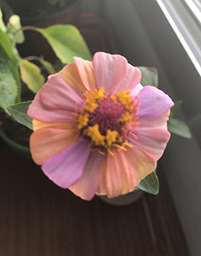 5G Mixed Zinnia Flower Seed Easy to Grow Plant