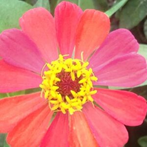 5G Mixed Zinnia Flower Seed Easy to Grow Plant