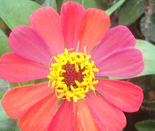 5G Mixed Zinnia Flower Seed Easy to Grow Plant