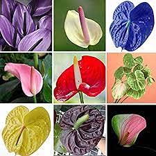 dichondra fresh 100 pcs anthurium perennial flower seeds for planting mixed 2