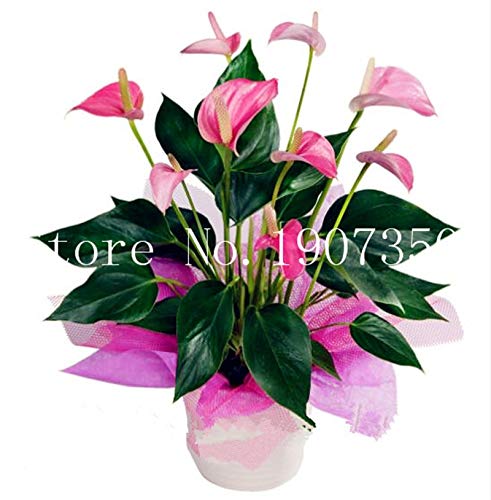 Dichondra Fresh 100 pcs Anthurium Perennial Flower Seeds for Planting Mixed 2