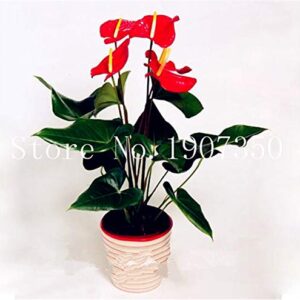 Dichondra Fresh 100 pcs Anthurium Perennial Flower Seeds for Planting Mixed 2