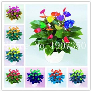 Dichondra Fresh 100 pcs Anthurium Perennial Flower Seeds for Planting Mixed 2