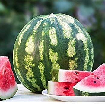 Crimson Sweet Watermelon Seeds for Planting, 150+ Heirloom Seeds Per Packet, (Isla's Garden Seeds), Non GMO Seeds, Botanical Name: Citrullus lanatus 'Crimson Sweet', Great Home Garden Gift