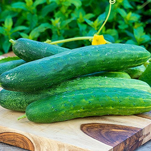 Garden Sweet Burpless Cucumber Seeds for Planting, 50+ Heirloom Seeds Per Packet, (Isla's Garden Seeds), Non GMO Seeds, Botanical Name: Cucumis sativus, Great Home Garden Gift