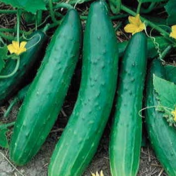 Garden Sweet Burpless Cucumber Seeds for Planting, 50+ Heirloom Seeds Per Packet, (Isla's Garden Seeds), Non GMO Seeds, Botanical Name: Cucumis sativus, Great Home Garden Gift