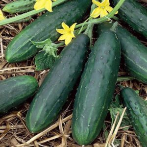 Garden Sweet Burpless Cucumber Seeds for Planting, 50+ Heirloom Seeds Per Packet, (Isla's Garden Seeds), Non GMO Seeds, Botanical Name: Cucumis sativus, Great Home Garden Gift