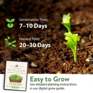 HOME GROWN 500+ Cilantro Seeds for Planting Indoors or Outdoors - Heirloom, Non-GMO Coriander Seeds, Grow Your Own Cilantro Plant - Culinary Herb Seeds for Your Herb Garden