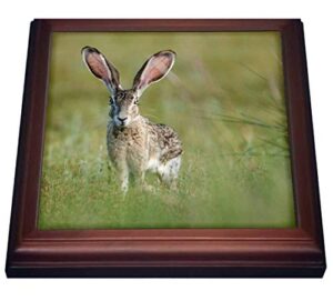 3drose black-tailed jackrabbit, lepus californicus, welder flats, texas - trivets (trv_332239_1)