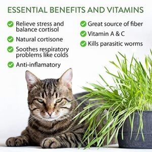 HOME GROWN 2100+ Cat Grass Seeds - Catnip Seeds, Lemongrass, Licorice, Thyme Seeds, Valerian - Grow Cat Grass for Indoor Cats - Cat Grass Seeds Bulk - Refill Cat Growing Grass Kit