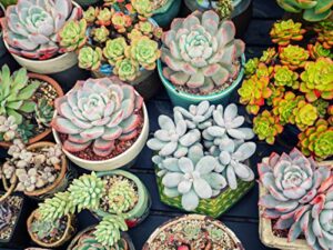 mixed color 200pcs rare succulents seeds garden and home bonsai flower plant