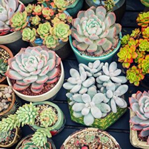 Mixed Color 200pcs Rare Succulents Seeds Garden and Home Bonsai Flower Plant