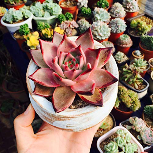 Mixed Color 200pcs Rare Succulents Seeds Garden and Home Bonsai Flower Plant