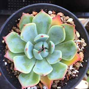 Mixed Color 200pcs Rare Succulents Seeds Garden and Home Bonsai Flower Plant