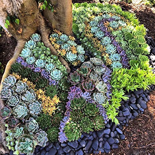 Mixed Color 200pcs Rare Succulents Seeds Garden and Home Bonsai Flower Plant