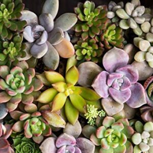 Mixed Color 200pcs Rare Succulents Seeds Garden and Home Bonsai Flower Plant