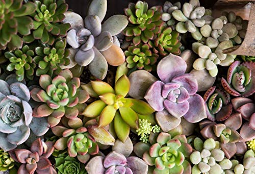 Mixed Color 200pcs Rare Succulents Seeds Garden and Home Bonsai Flower Plant