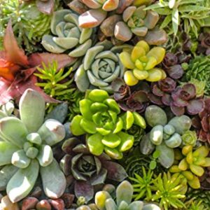 Mixed Color 200pcs Rare Succulents Seeds Garden and Home Bonsai Flower Plant