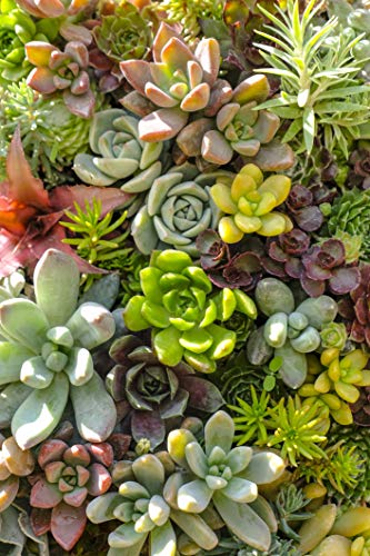 Mixed Color 200pcs Rare Succulents Seeds Garden and Home Bonsai Flower Plant