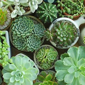 Mixed Color 200pcs Rare Succulents Seeds Garden and Home Bonsai Flower Plant