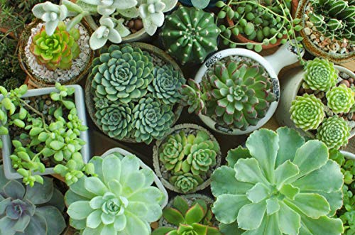 Mixed Color 200pcs Rare Succulents Seeds Garden and Home Bonsai Flower Plant