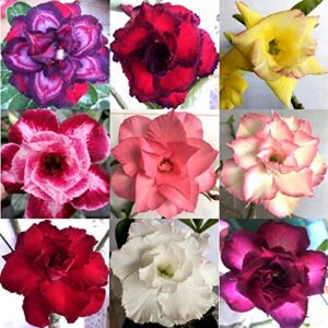 desert rose adenium obesum double petal flower - 100 seeds - beautiful and rare!