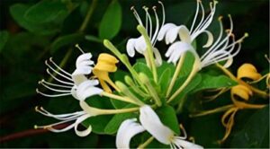 100 pcs seeds bonsai garden plants chinese honeysuckle vine lonicera japonica seeds