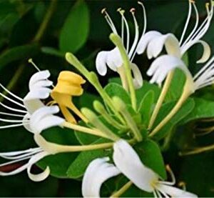 100 PCS Seeds Bonsai Garden Plants Chinese Honeysuckle Vine Lonicera Japonica Seeds