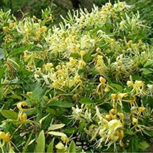 100 PCS Seeds Bonsai Garden Plants Chinese Honeysuckle Vine Lonicera Japonica Seeds