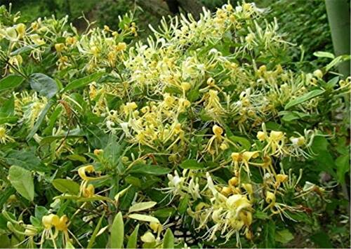 100 PCS Seeds Bonsai Garden Plants Chinese Honeysuckle Vine Lonicera Japonica Seeds