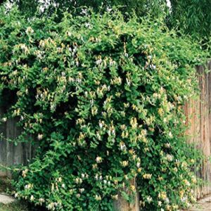 100 PCS Seeds Bonsai Garden Plants Chinese Honeysuckle Vine Lonicera Japonica Seeds