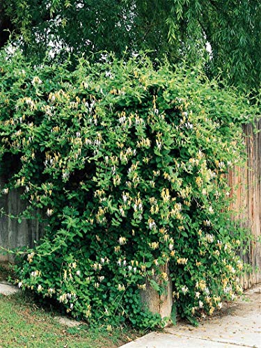 100 PCS Seeds Bonsai Garden Plants Chinese Honeysuckle Vine Lonicera Japonica Seeds