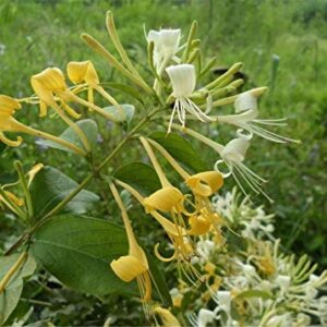 100 PCS Seeds Bonsai Garden Plants Chinese Honeysuckle Vine Lonicera Japonica Seeds