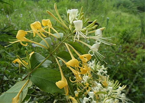 100 PCS Seeds Bonsai Garden Plants Chinese Honeysuckle Vine Lonicera Japonica Seeds