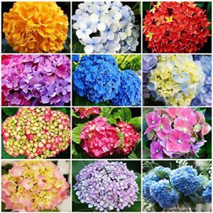 50 pcs mixed color multicolor hydrangea macrophylla seed bonsai flower plant wedding seeds