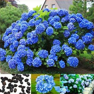 50 Pcs Mixed Color Multicolor Hydrangea Macrophylla Seed Bonsai Flower Plant Wedding Seeds