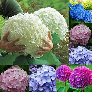 50 Pcs Mixed Color Multicolor Hydrangea Macrophylla Seed Bonsai Flower Plant Wedding Seeds