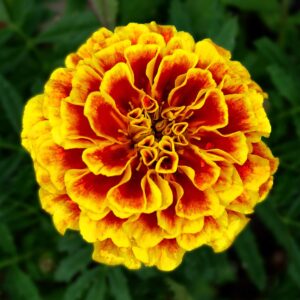 French Marigold Flower Seeds, 25 Count "COOL BEANS N SPROUTS" Brand. Home Gardening.