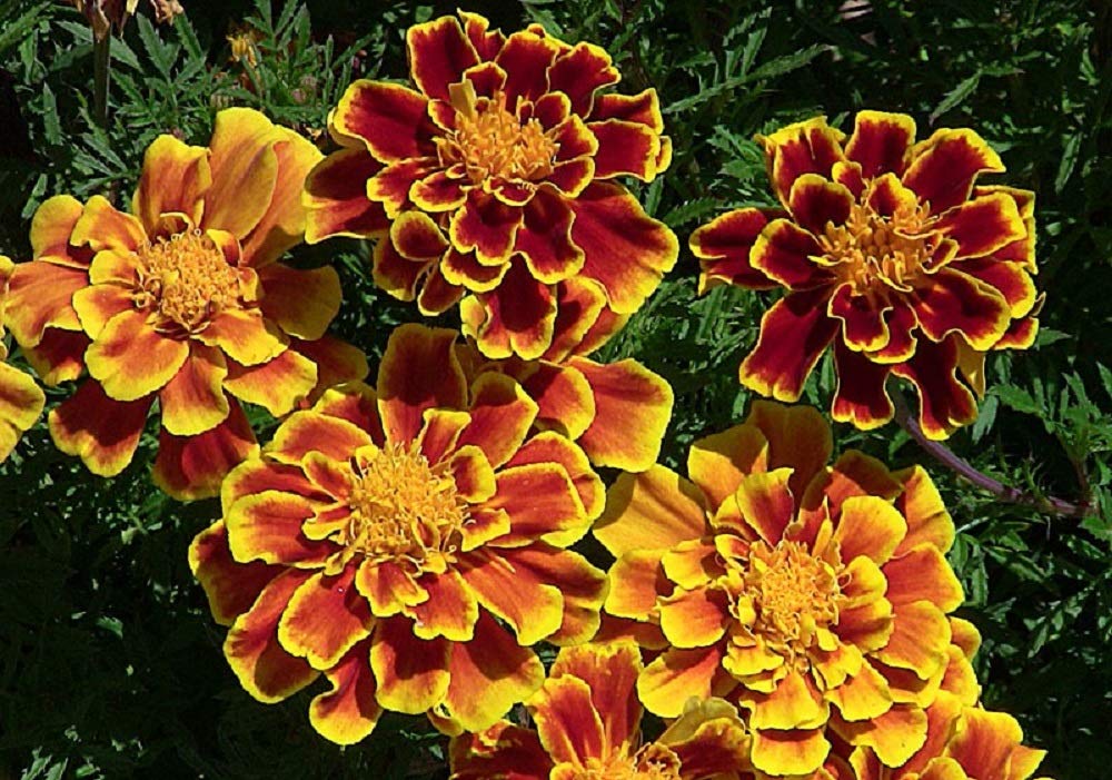 French Marigold Flower Seeds, 25 Count "COOL BEANS N SPROUTS" Brand. Home Gardening.