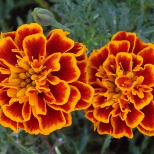 French Marigold Flower Seeds, 25 Count "COOL BEANS N SPROUTS" Brand. Home Gardening.