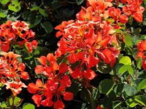 succulent seeds - bauhinia galpinii rare red orchid tree exotic flower bonsai plant seed 10 seeds