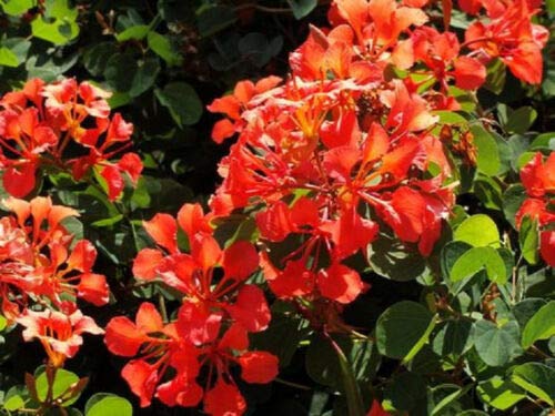 Succulent Seeds - Bauhinia Galpinii Rare RED Orchid Tree Exotic Flower Bonsai Plant Seed 10 Seeds