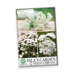 white yarrow western flower seeds for planting, 1500+ seeds per packet, (isla's garden seeds), non gmo & heirloom seeds, botanical name: achillea millefolium, great home garden gift